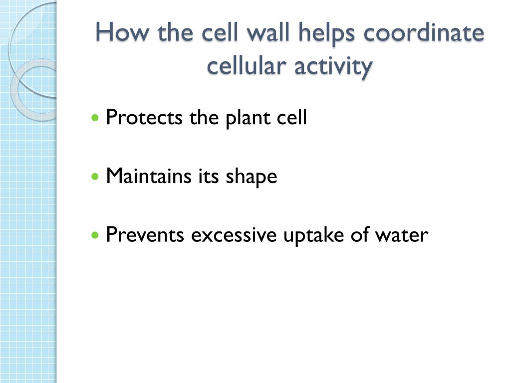 PPT - Intricate Cell Connections: Cell Walls & Intercellular Junctions ...