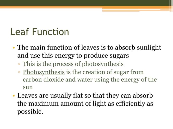 PPT - Leaf Botany and Plant Cell Biology PowerPoint Presentation - ID ...