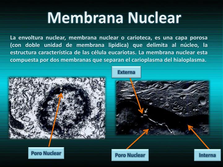 PPT - PowerPoint Presentation - ID:2064867