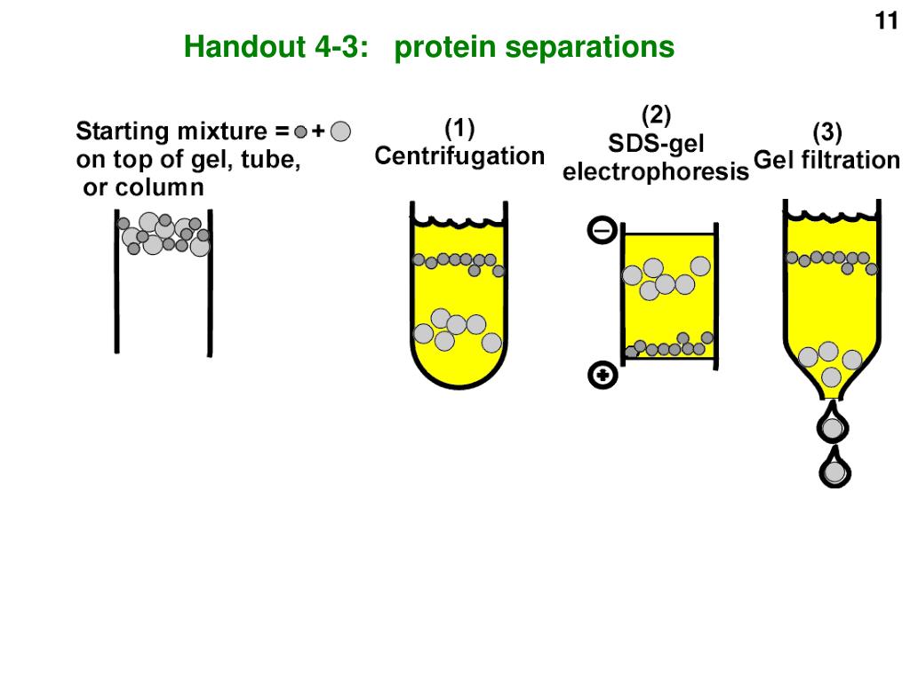 PPT - SDS PAGE = SDS polyacrylamide gel electrophoresis PowerPoint ...