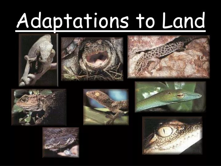 PPT - Adaptations to Land PowerPoint Presentation, free download - ID ...