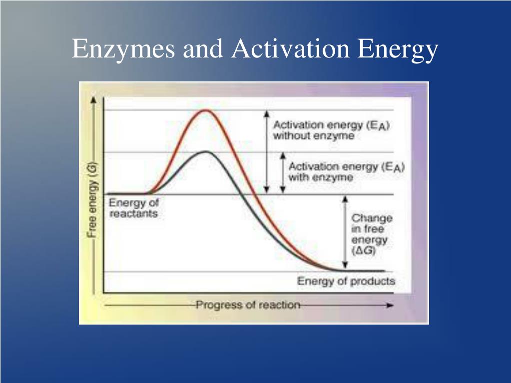 PPT - Chemical Reactions in Biology Chapter 6.2, Biology PowerPoint ...