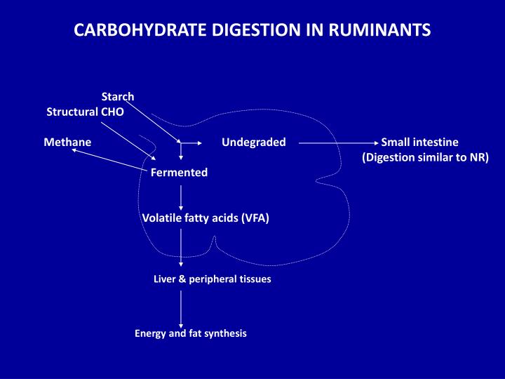 PPT - RUMINANT DIGESTIVE TRACT PowerPoint Presentation - ID:2065229