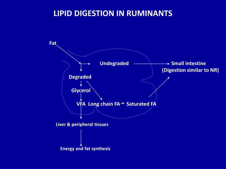 PPT - RUMINANT DIGESTIVE TRACT PowerPoint Presentation - ID:2065229