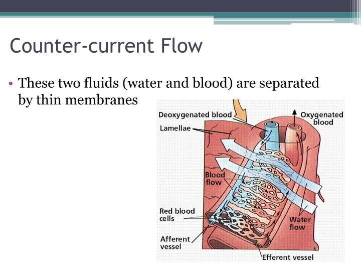 PPT - The Mechanics of Breathing PowerPoint Presentation - ID:2065242