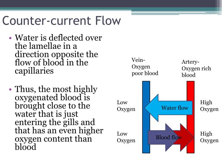 PPT - The Mechanics of Breathing PowerPoint Presentation - ID:2065242