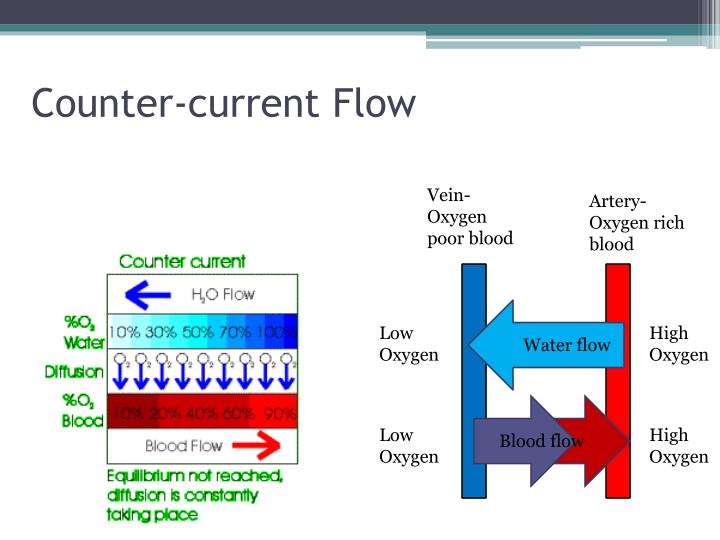 PPT - The Mechanics of Breathing PowerPoint Presentation - ID:2065242