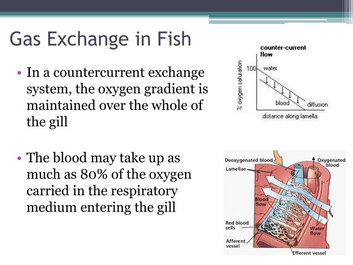PPT - The Mechanics of Breathing PowerPoint Presentation - ID:2065242