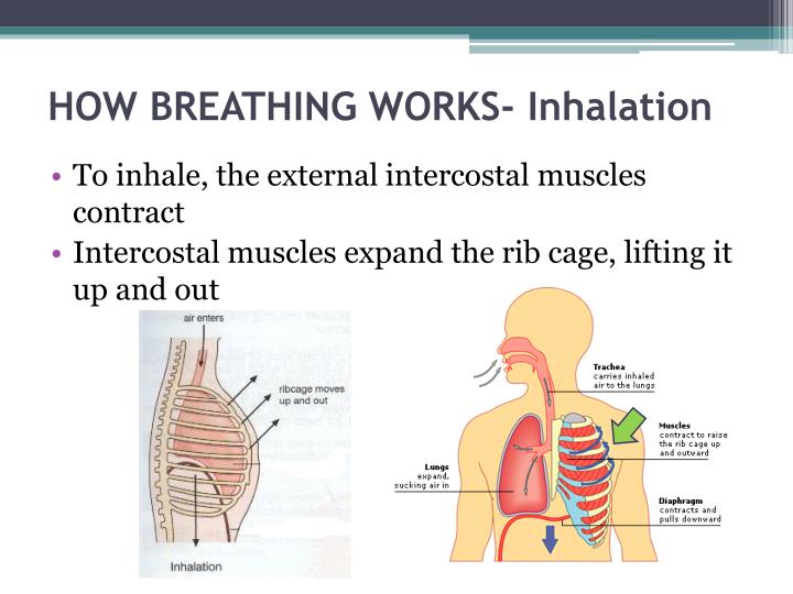 PPT - The Mechanics of Breathing PowerPoint Presentation - ID:2065242