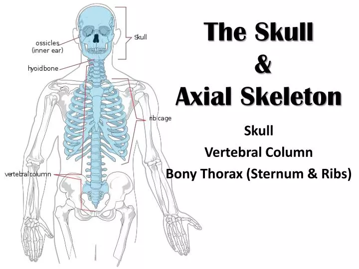 PPT - The Skull & Axial Skeleton PowerPoint Presentation, free download ...