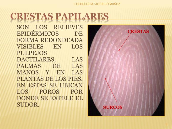 PPT - LOFOSCOPIA Generalidades PowerPoint Presentation - ID:2065461
