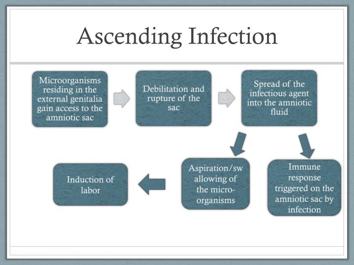 PPT - Periodontal Disease and Preterm Birth PowerPoint Presentation ...