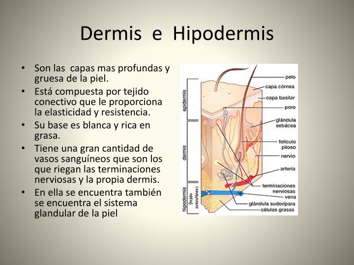 PPT - SISTEMA TEGUMENTARIO PowerPoint Presentation - ID:2065559