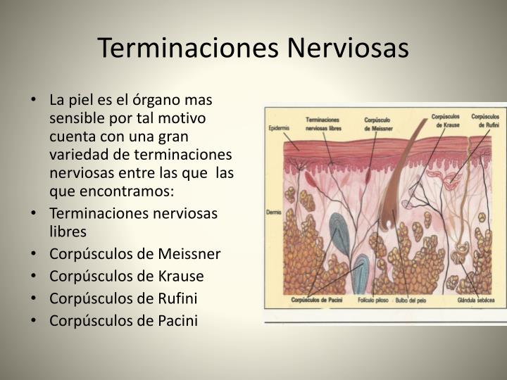 PPT - SISTEMA TEGUMENTARIO PowerPoint Presentation - ID:2065559