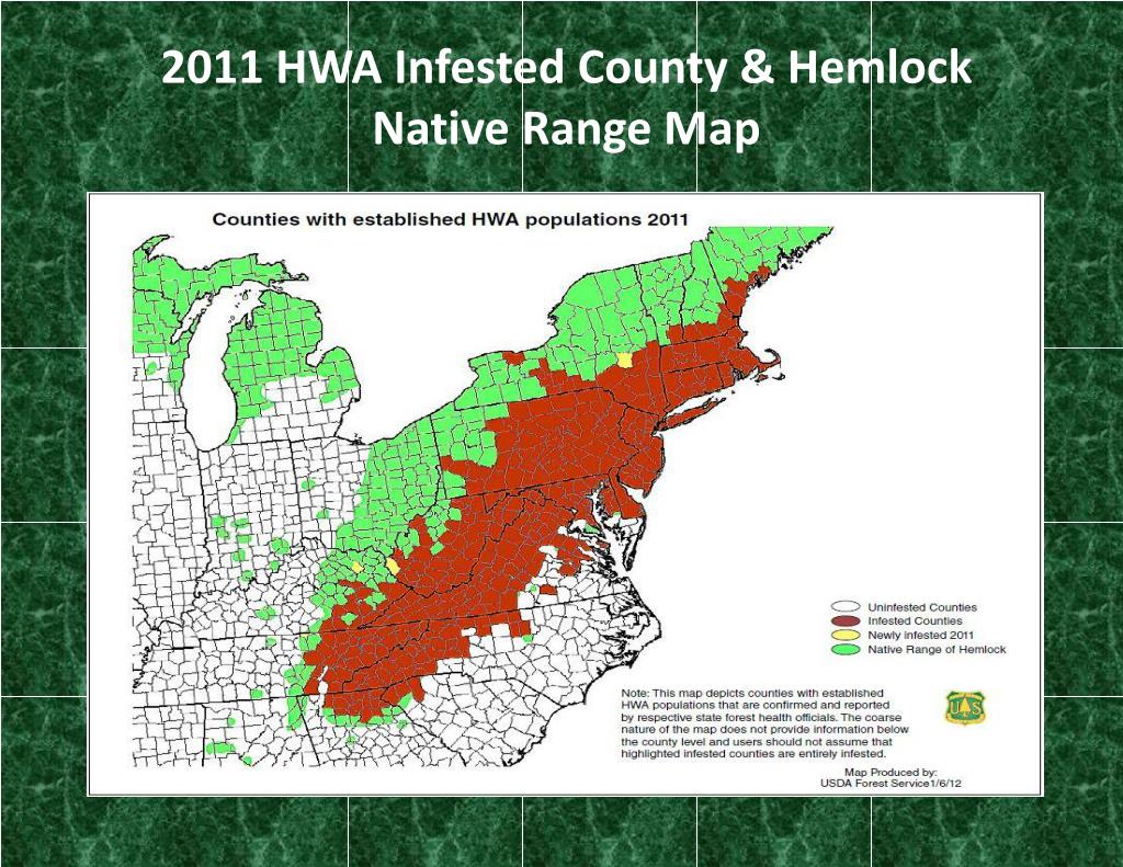 PPT - Hemlock Woolly Adelgid Training PowerPoint Presentation, free ...