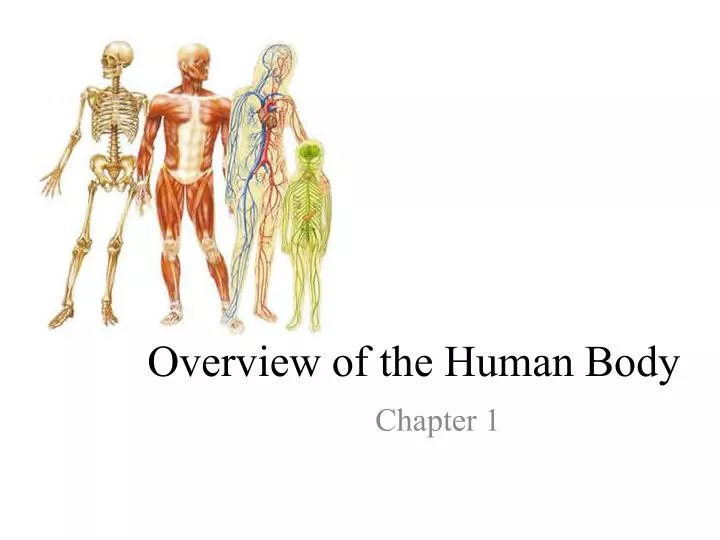 Ppt Overview Of The Human Body Powerpoint Presentation Free Download