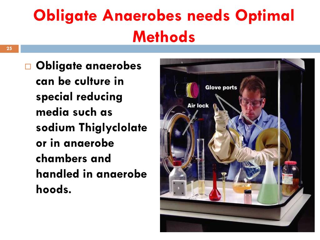 PPT - MLT 2324 Medical Microbiology 3 PowerPoint Presentation, free ...