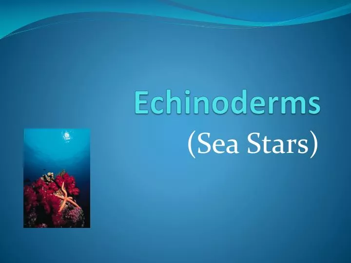PPT - Echinoderms PowerPoint Presentation, free download - ID:2066165