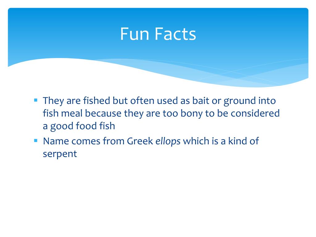 PPT - Order Elopiformes PowerPoint Presentation, free download - ID:2066298