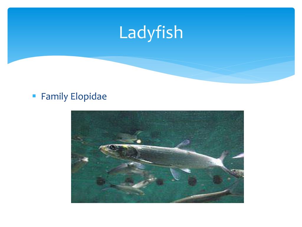 PPT - Order Elopiformes PowerPoint Presentation, free download - ID:2066298