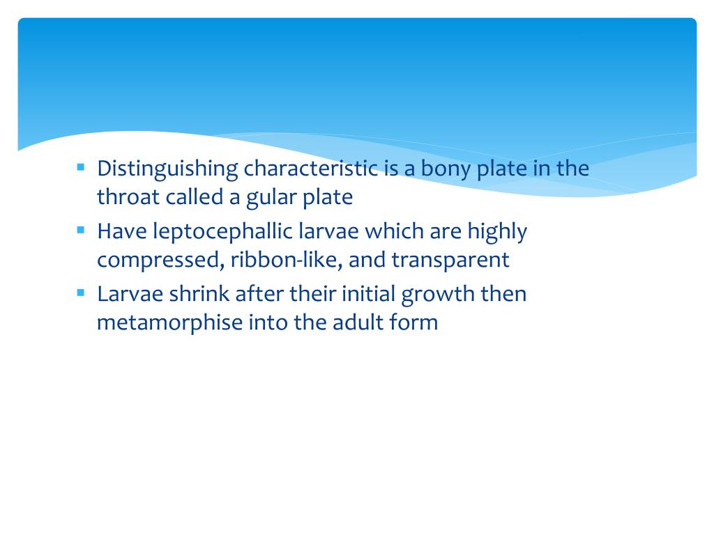 PPT - Order Elopiformes PowerPoint Presentation, free download - ID:2066298