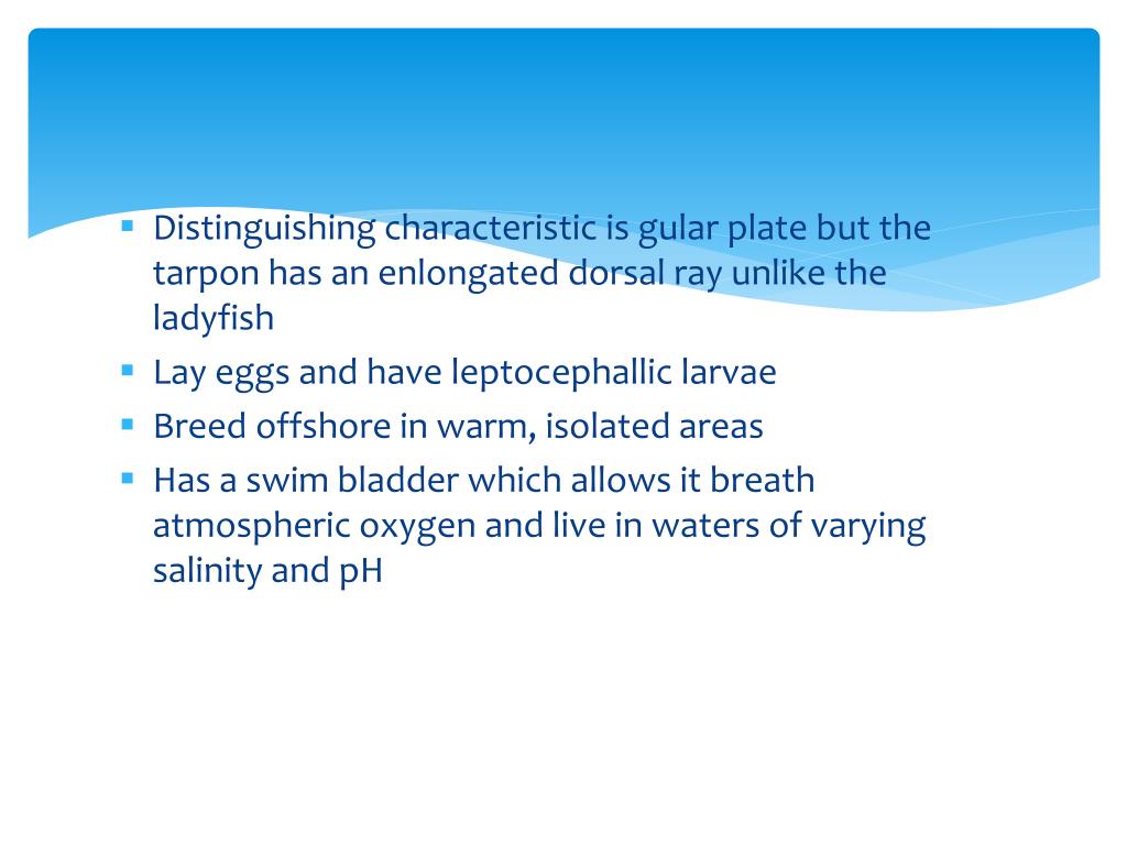 PPT - Order Elopiformes PowerPoint Presentation, free download - ID:2066298