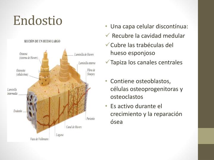PPT - METABOLISMO ÓSEO PowerPoint Presentation - ID:2066327
