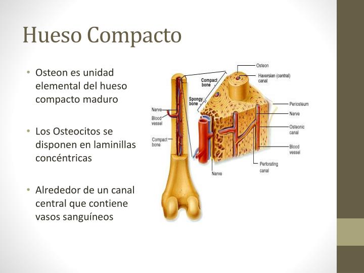 PPT - METABOLISMO ÓSEO PowerPoint Presentation - ID:2066327