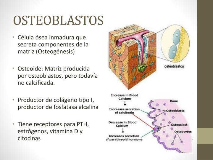 PPT - METABOLISMO ÓSEO PowerPoint Presentation - ID:2066327