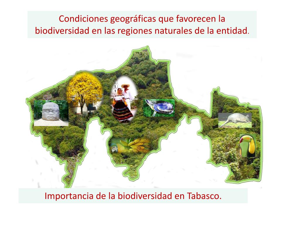 PPT - Bloque II. Regiones naturales de Tabasco y su biodiversidad ...
