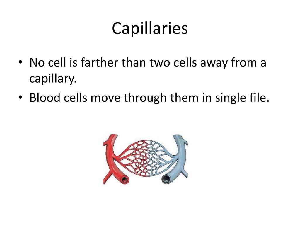 PPT - 11.3 Blood Vessels PowerPoint Presentation, free download - ID ...