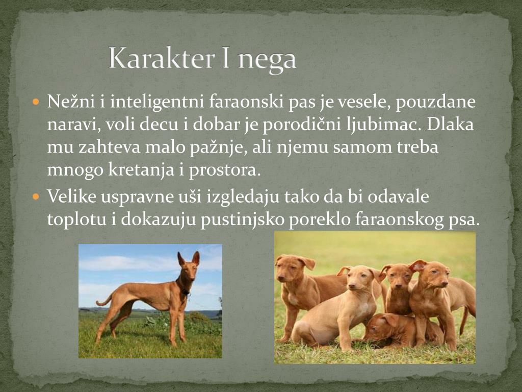PPT - Pratipovi pasa Faraonski pas ,basenji,bezdlaki meksicki pas ...