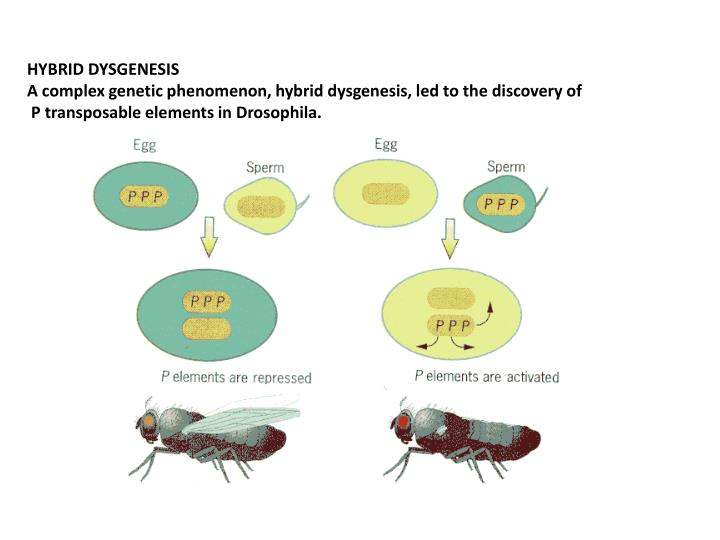 PPT - TRANSGENESE I PowerPoint Presentation - ID:2066928