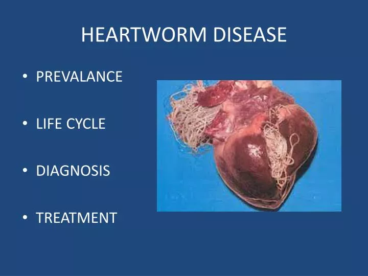 PPT - HEARTWORM DISEASE PowerPoint Presentation, free download - ID:2066943