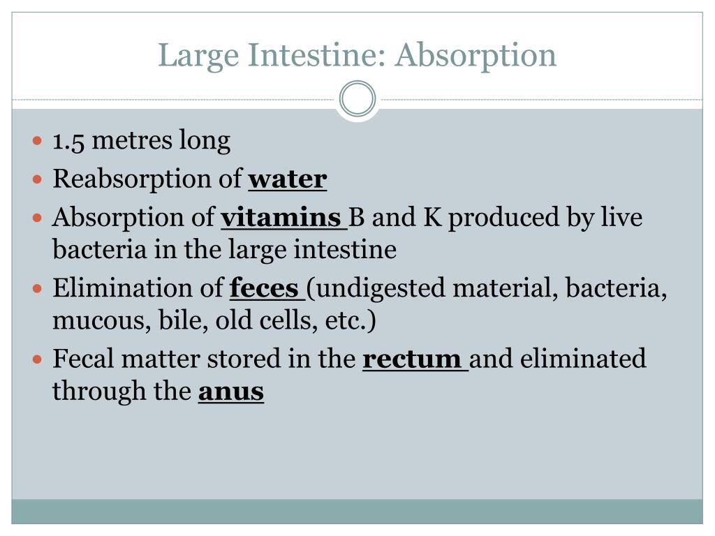 PPT - The Human Digestive Tract PowerPoint Presentation, free download ...