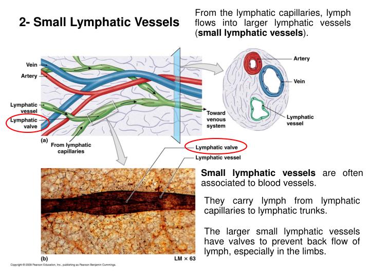 PPT - Lesson # 8 PowerPoint Presentation - ID:2067077