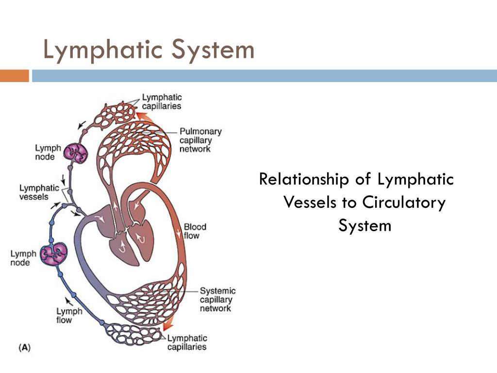 Ppt Lymphatic System Powerpoint Presentation Free Download Id 2067086