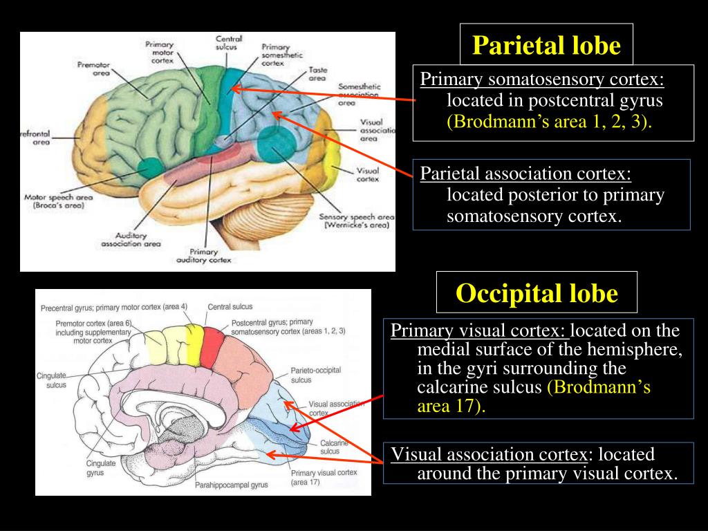 PPT - At 4 th week , e ach sclerotome becomes subvidided into two parts ...