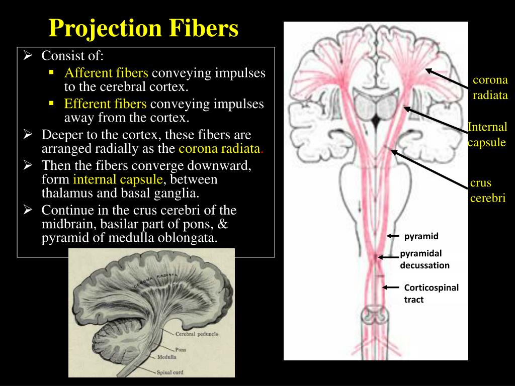 PPT - At 4 th week , e ach sclerotome becomes subvidided into two parts ...