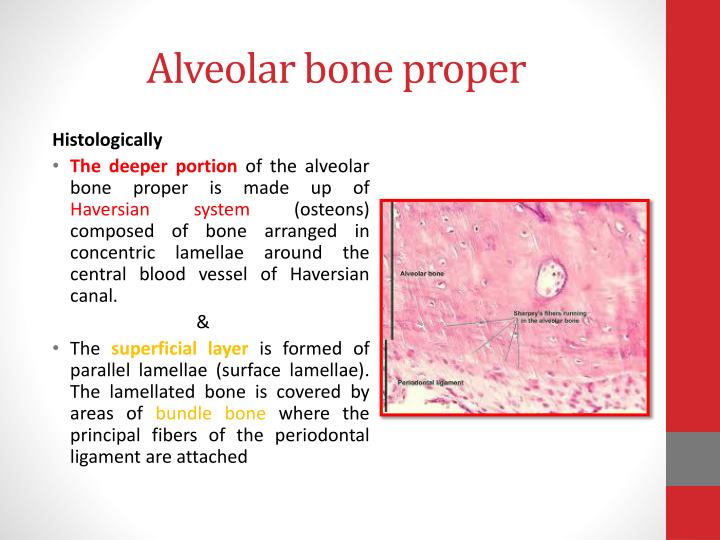 PPT - PERIODONTIUM PowerPoint Presentation - ID:2067263