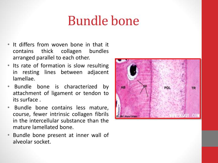 PPT - PERIODONTIUM PowerPoint Presentation - ID:2067263
