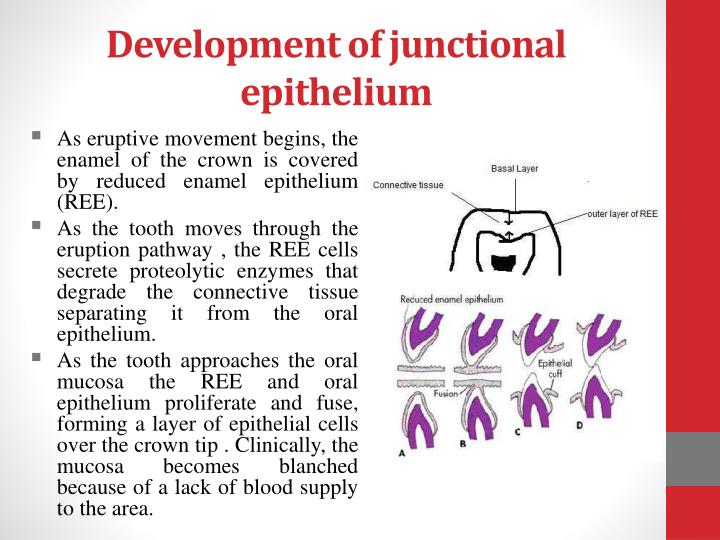 PPT - PERIODONTIUM PowerPoint Presentation - ID:2067263