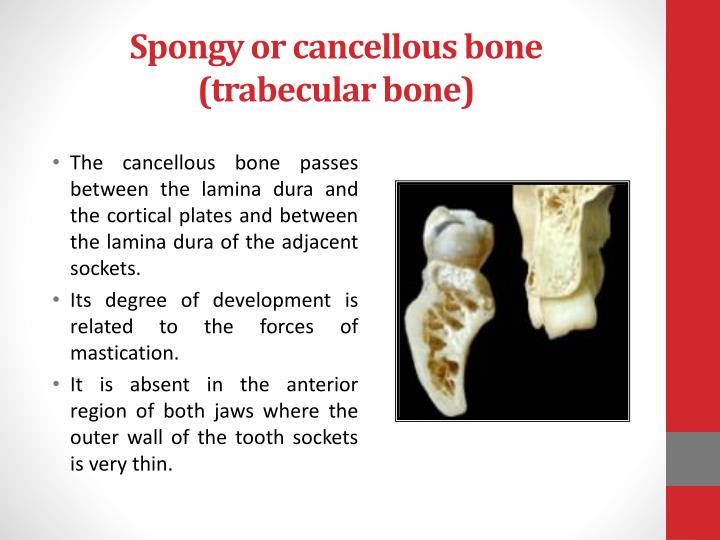 PPT - PERIODONTIUM PowerPoint Presentation - ID:2067263