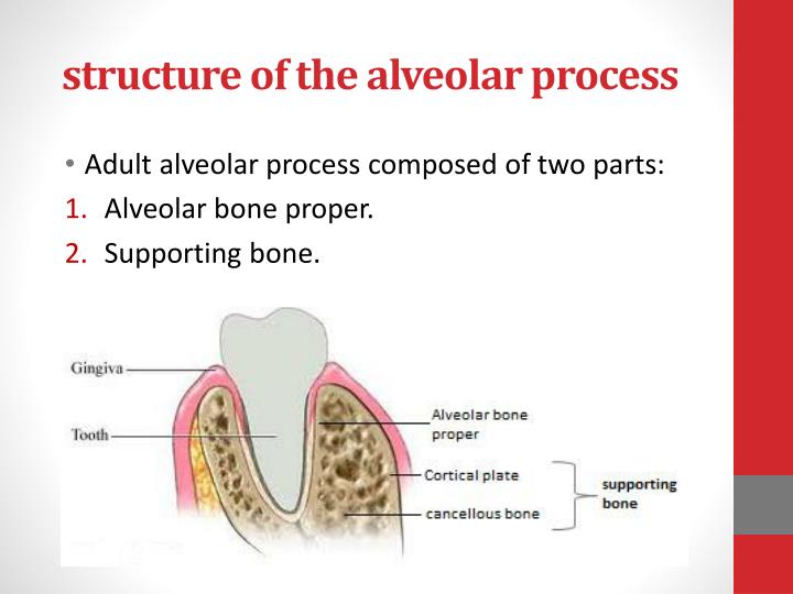 PPT - PERIODONTIUM PowerPoint Presentation - ID:2067263