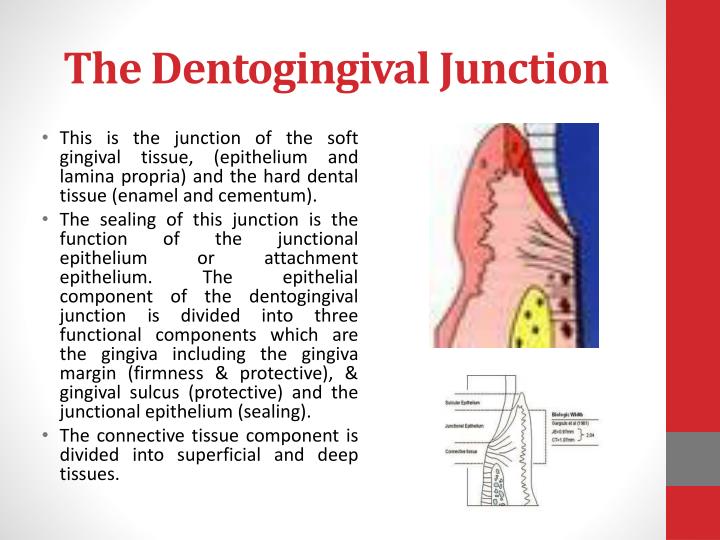 PPT - PERIODONTIUM PowerPoint Presentation - ID:2067263