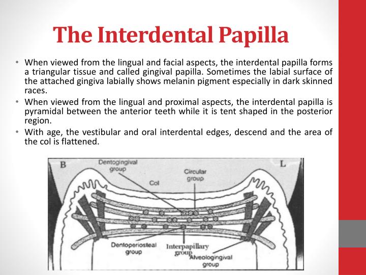 PPT - PERIODONTIUM PowerPoint Presentation - ID:2067263