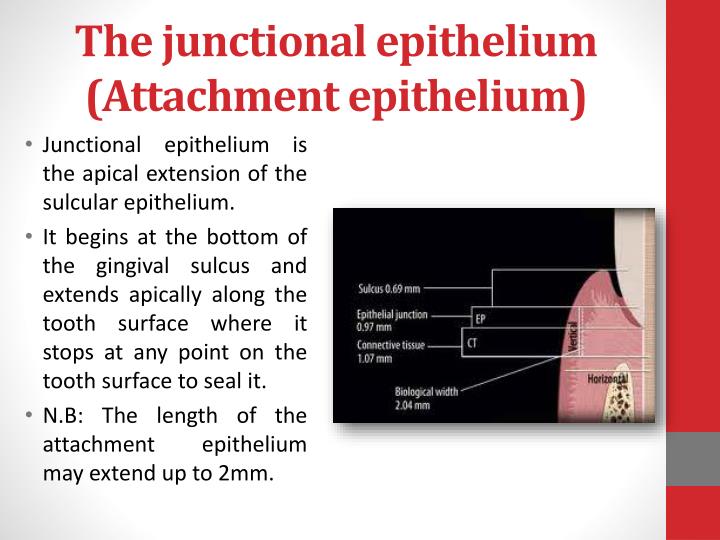 PPT - PERIODONTIUM PowerPoint Presentation - ID:2067263