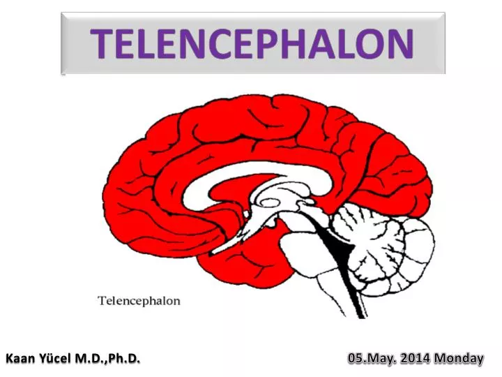 PPT - TELENCEPHALON PowerPoint Presentation, free download - ID:2067280