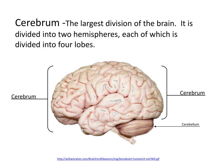 PPT - The Cerebrum PowerPoint Presentation - ID:2067282