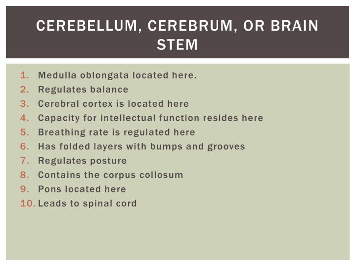 PPT - The Brain Structures and Functions PowerPoint Presentation - ID ...